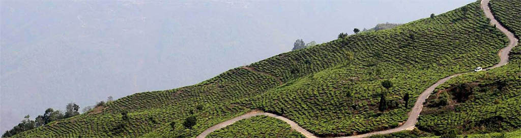 Tinchuley Darjeeling- Full Tour and Travel Guide
