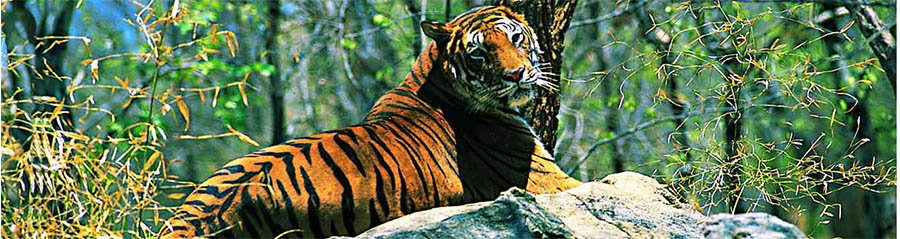 Buxa Tiger Reserve - Safari Booking, Timings and Entry Fee