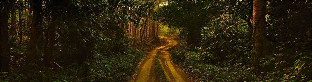 Chilapata Forest - Complete Tour and Travel Guide