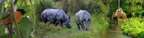 North Bengal Guide, Places to visit in Dooars, Popular travel ...
