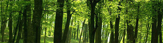 Madarihat - Complete Tour and Travel Guide