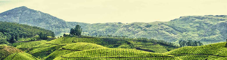 Tourist interest around Dooars, Things to see in Mongpong, Mongpong ...