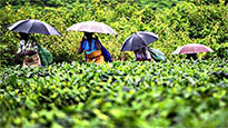 Banarhat Tea Garden, Places to visit around Jalpaiguri, Banarhat in ...