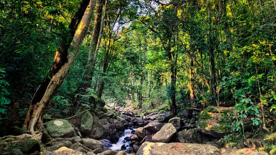 Tourist interest places around Jalpaiguri, Binnaguri Tea Gardens ...
