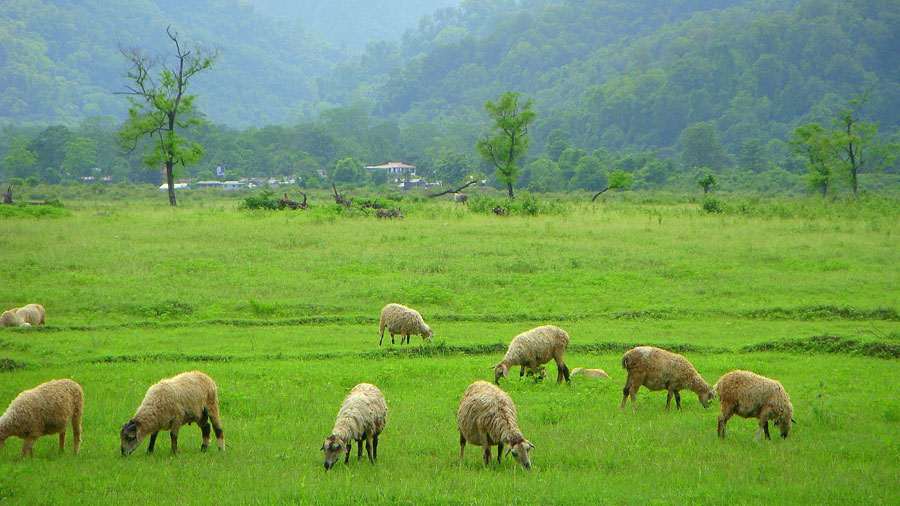 Tourist interest places around Jalpaiguri, Binnaguri Tea Gardens ...